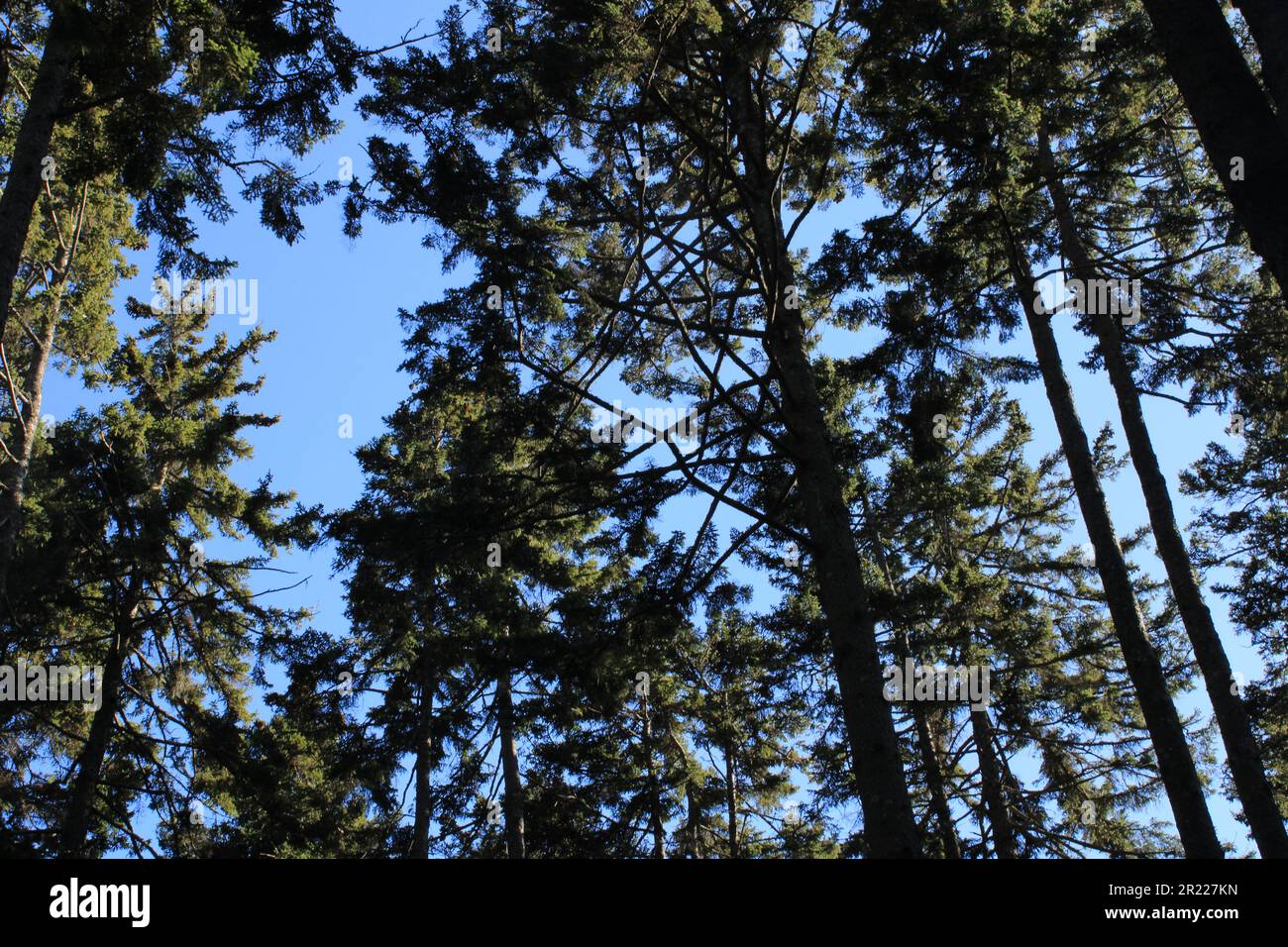 Along a oceanside path in coastal Maine is a forest of tall green pine ...