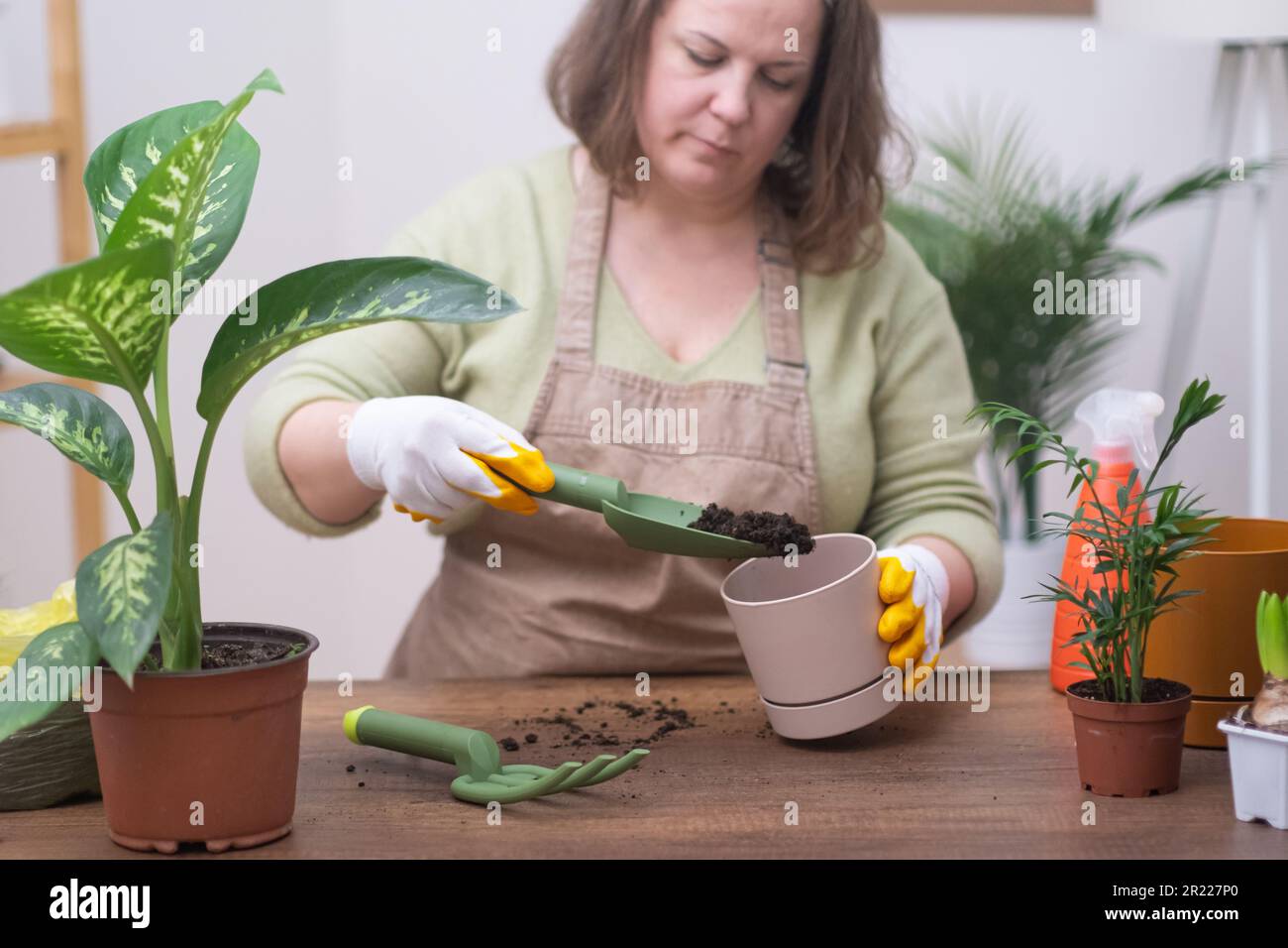 Woman transplanting plants to po, adding soil ground or better grow ...