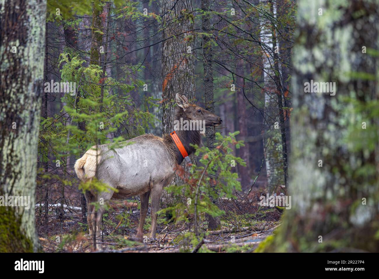 Cow elk in the Clam Lake area in northern Wisconsin Stock Photo - Alamy