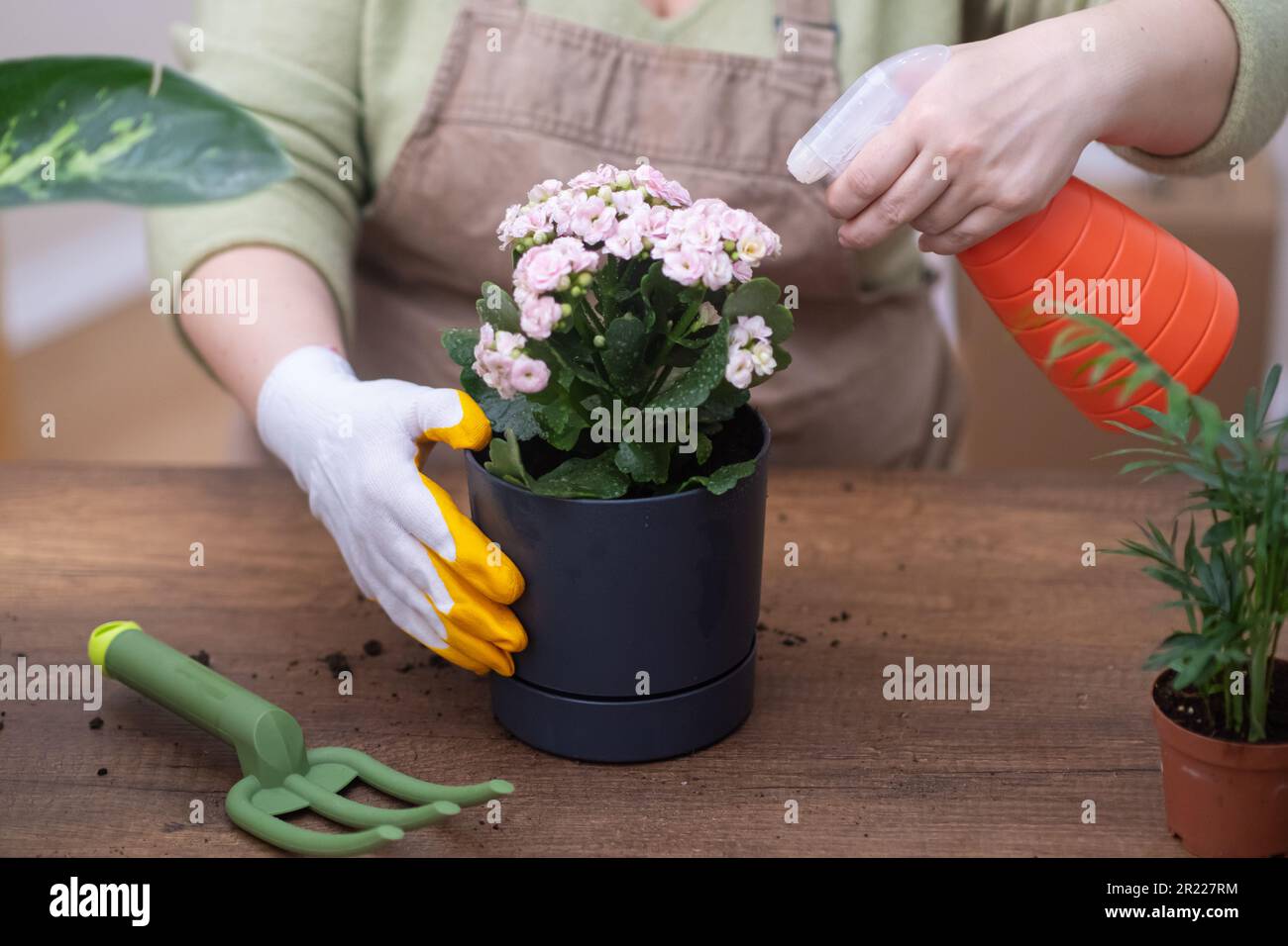 Repotting techniques hi-res stock photography and images - Alamy