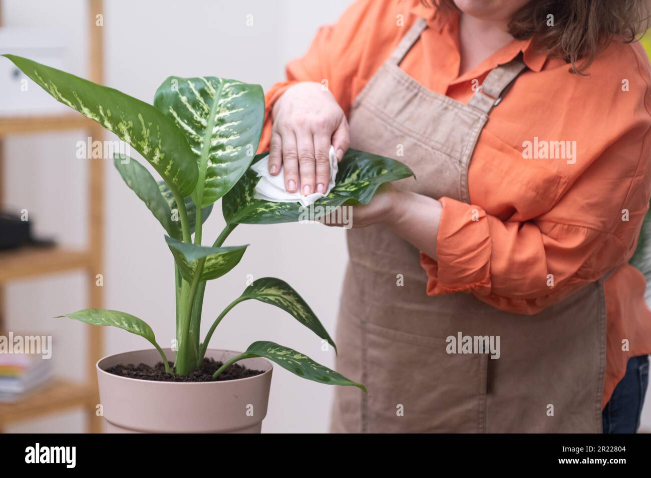cleaning home plant leaves wearing apron, joy of plant care creating a ...