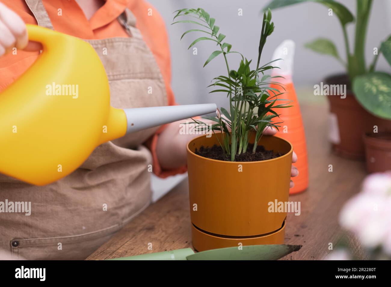 woman home garden fertilize the soil of her recently transplanted plant ...