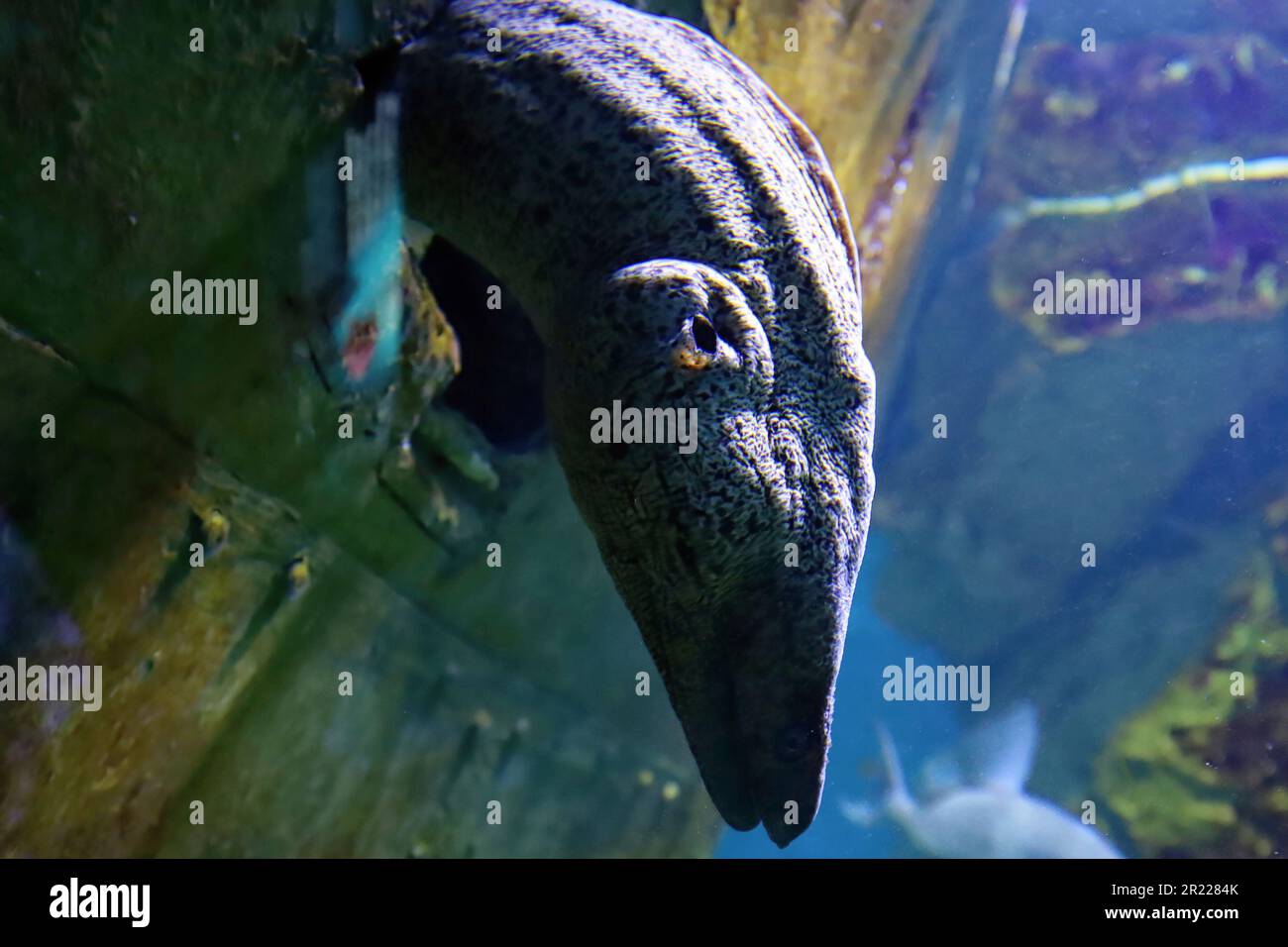 The face of a mediterranean moray eel in closeup, popular fish in ...