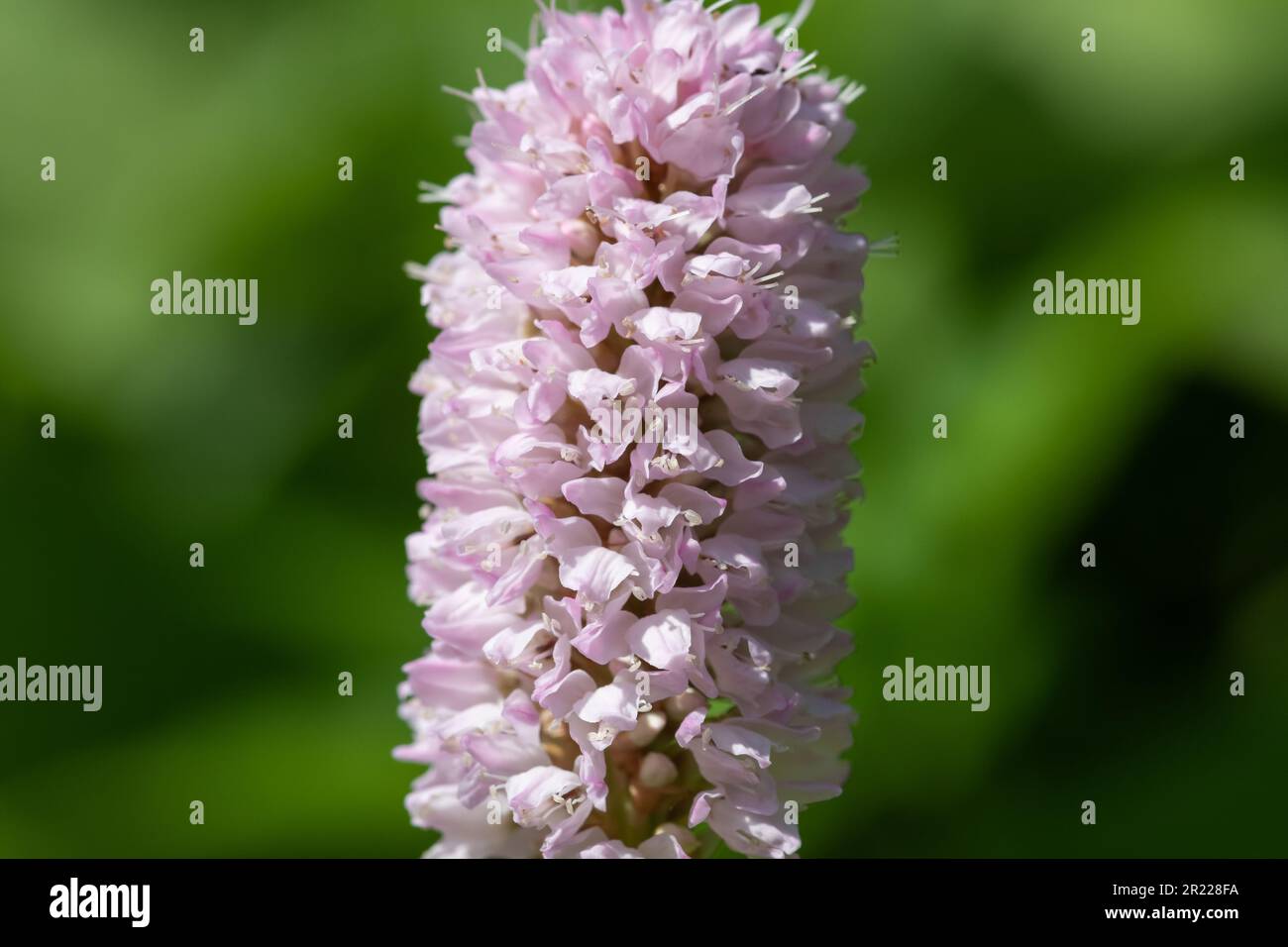 Macro shot of a common bistort (bistorta officinalis) flower in bloom ...