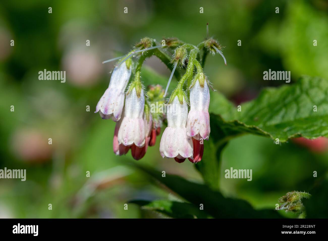 Close up of creeping comfrey (symphytum grandiflorum) flowers in bloom Stock Photo - Alamy