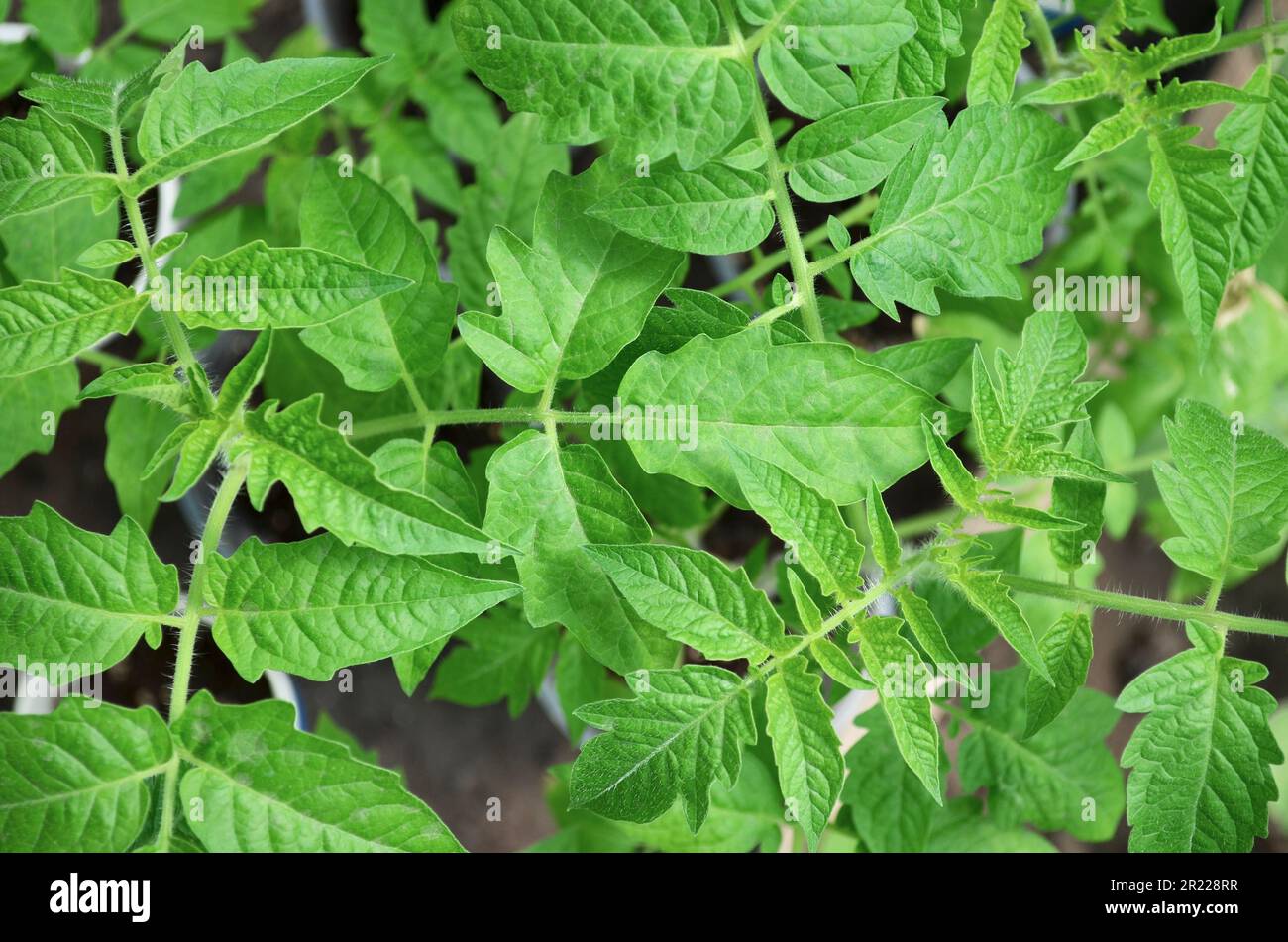 Green leaves of tomato plants, top view. Can be used as background ...