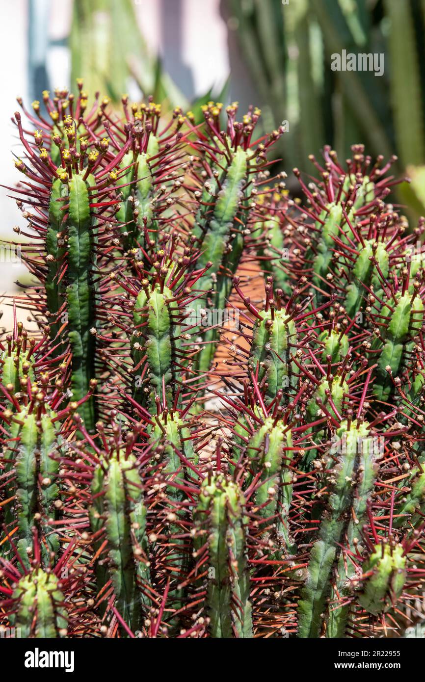 Close up of a euphorbia aeruginosa plant Stock Photo - Alamy
