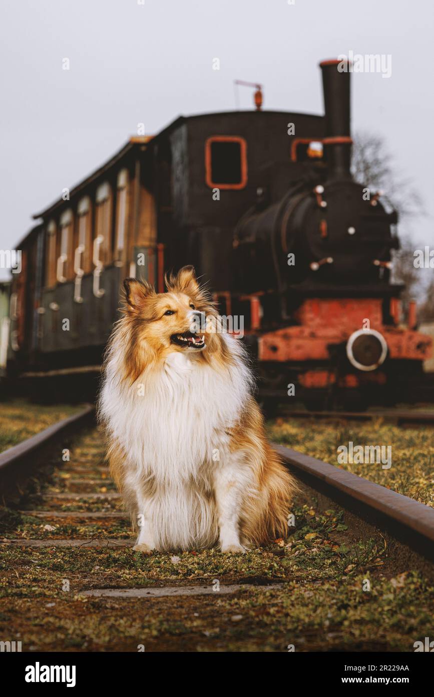 The dog sits on railway sleepers at the railway station. Steam ...
