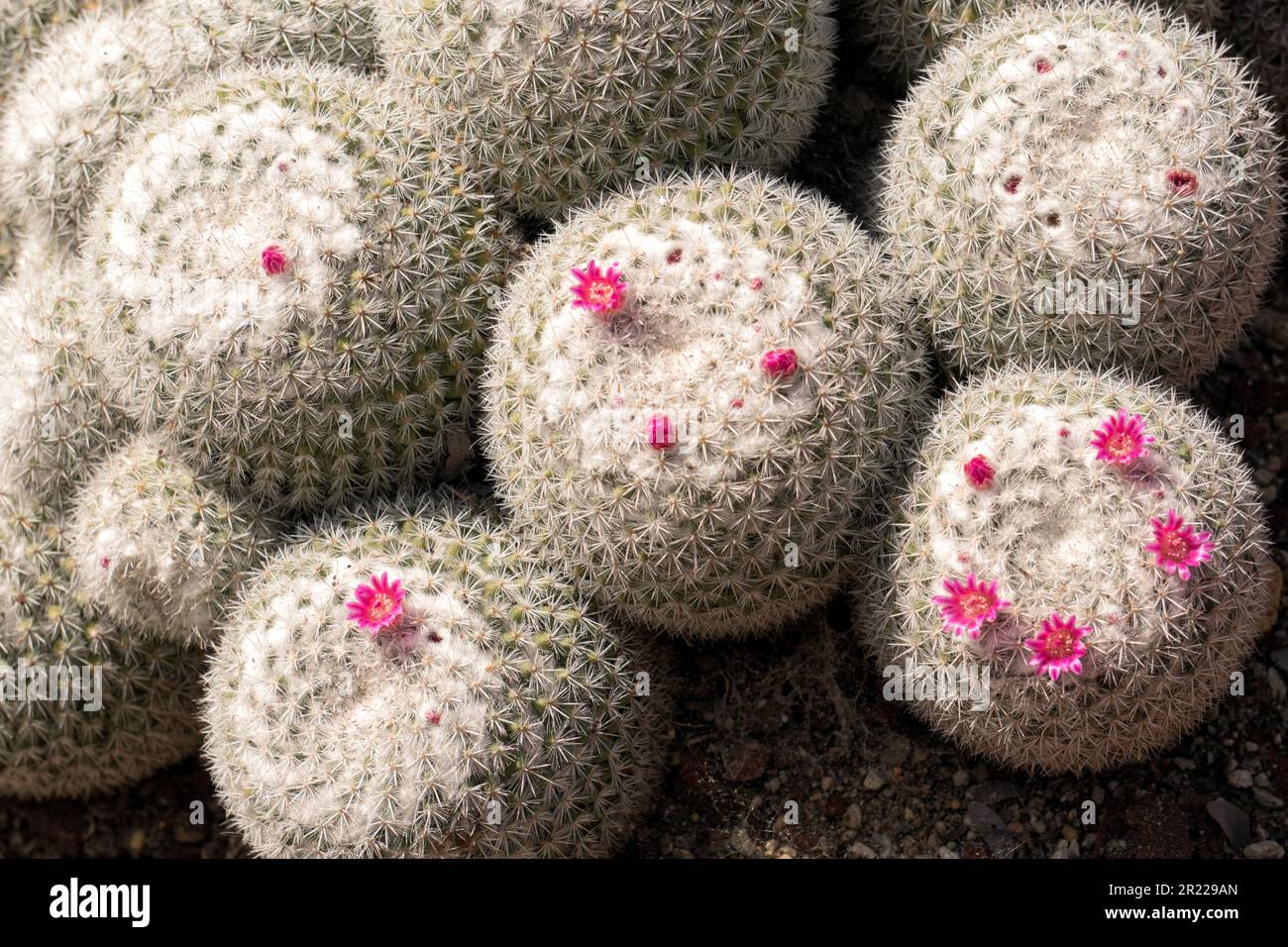 Old lady cactus hi-res stock photography and images - Alamy