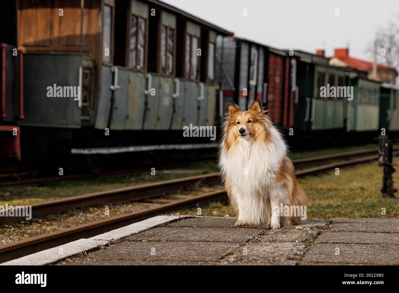 Waiting dog on platform station hi-res stock photography and images - Alamy