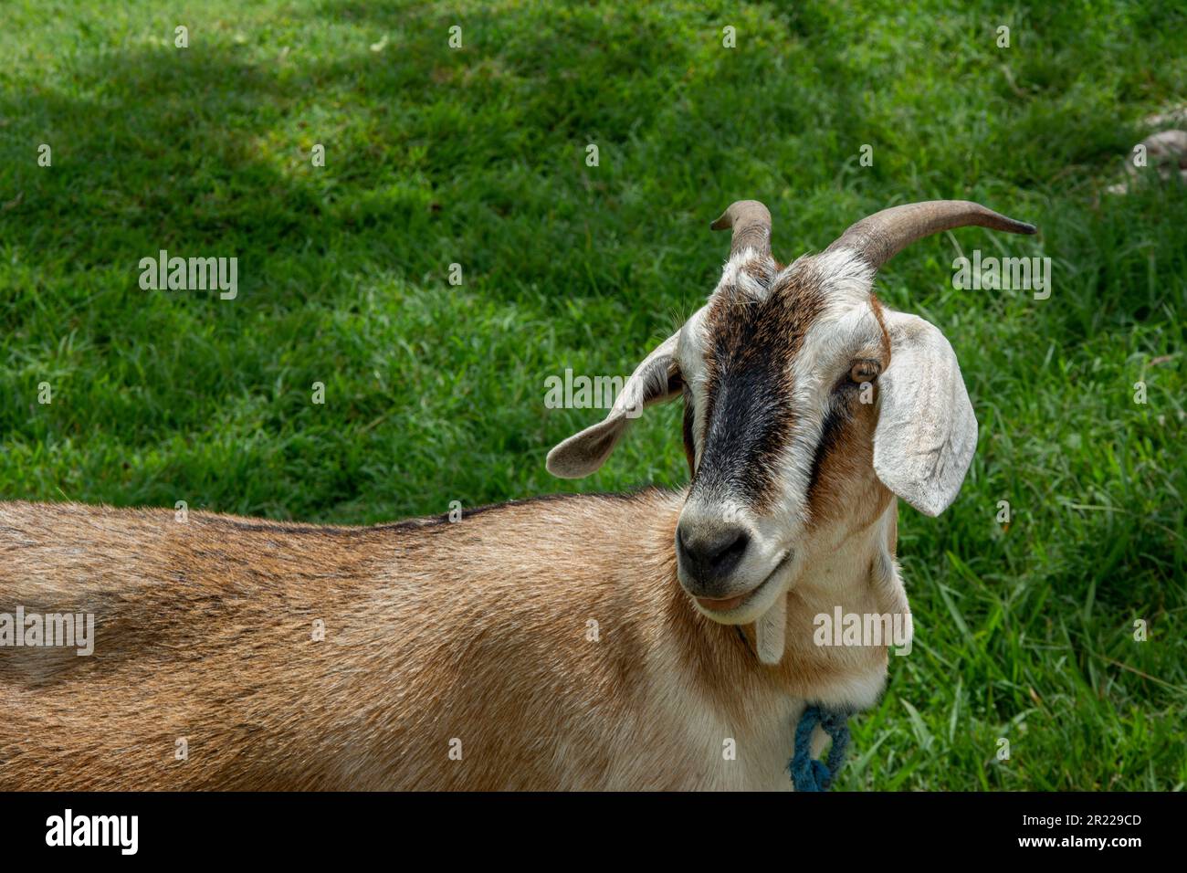 Close up funny goat against hi-res stock photography and images - Alamy