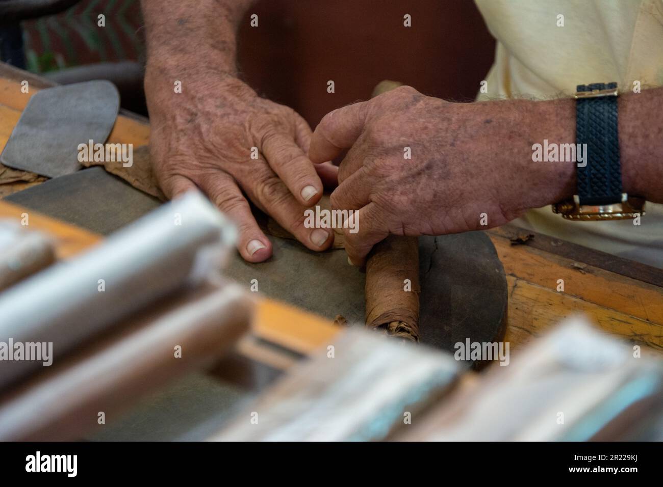 Close up of cigar rolling in Cuba artisan cigars Stock Photo - Alamy