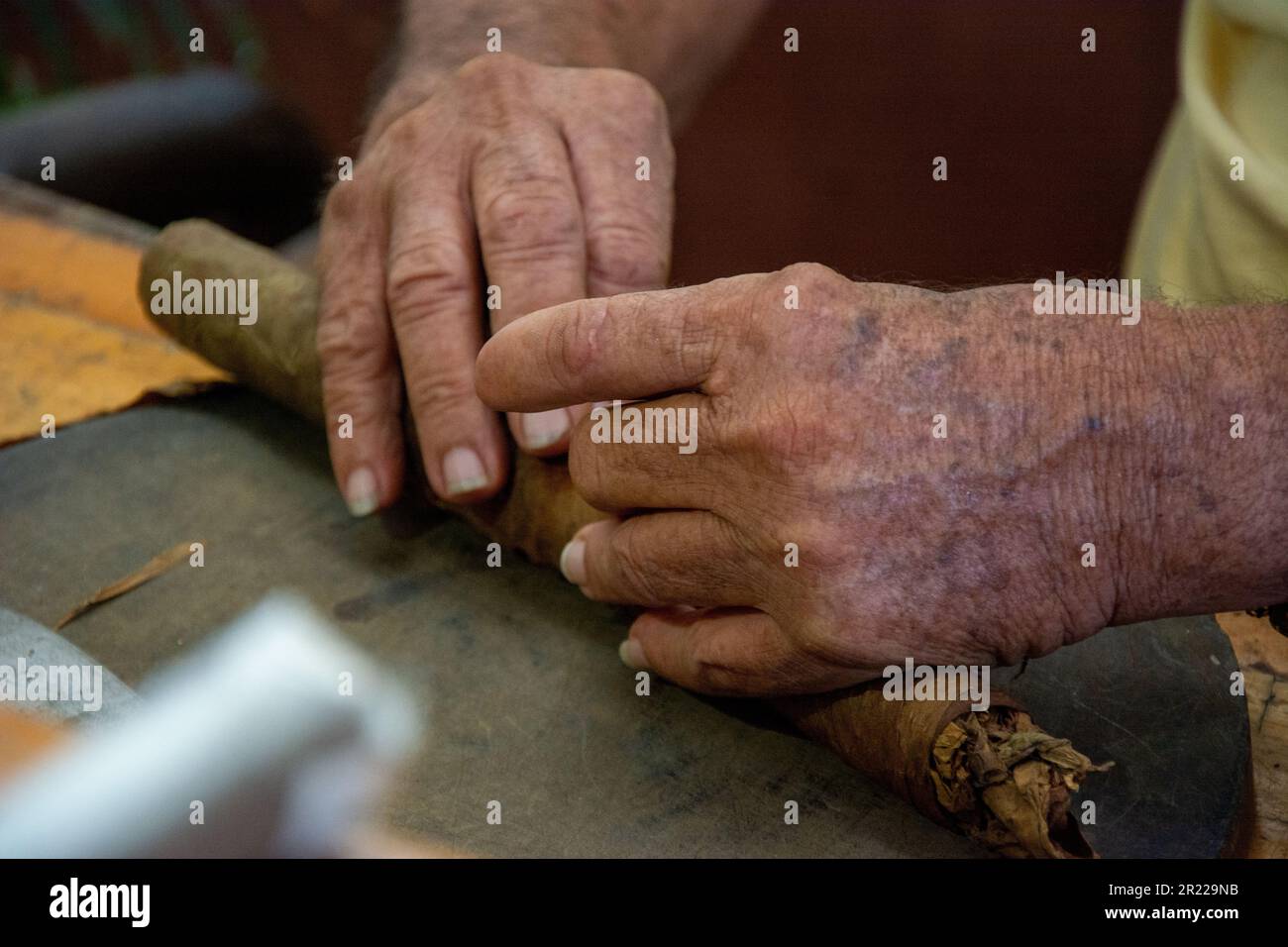 Close up of cigar rolling in Cuba artisan cigars Stock Photo - Alamy