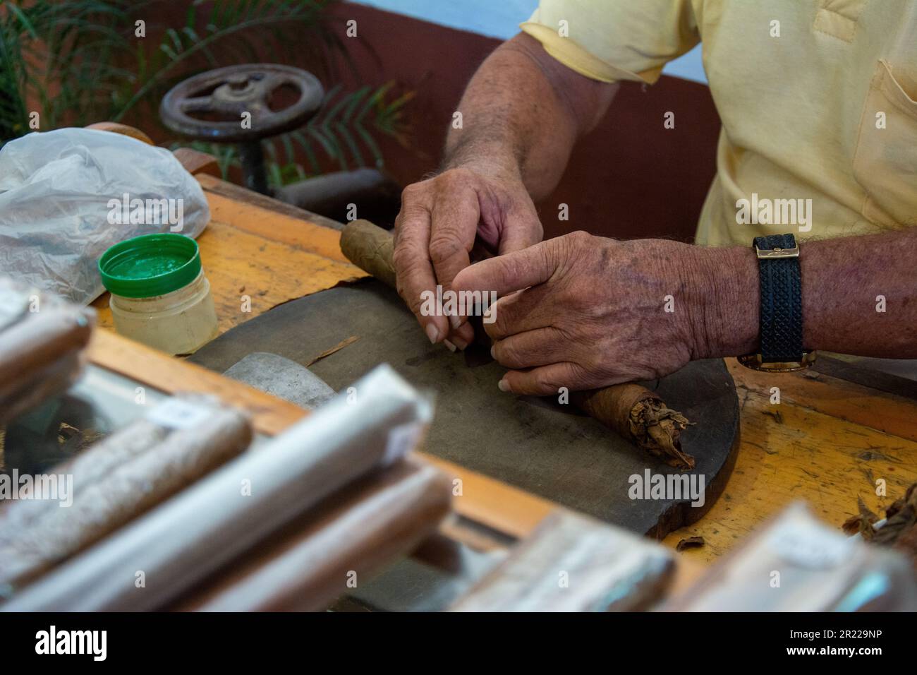Close up of cigar rolling in Cuba artisan cigars Stock Photo - Alamy