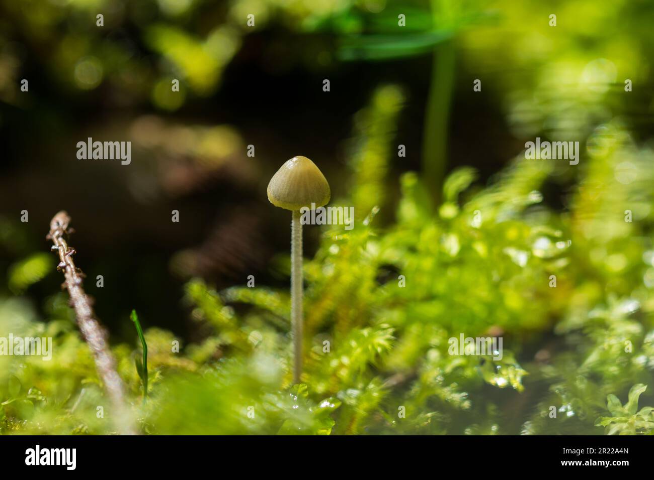 A closeup of fungus growing in a forest with a blurry background Stock ...