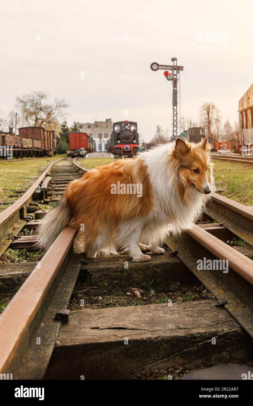 The dog walks along the rails and sleepers at the railway station Stock ...