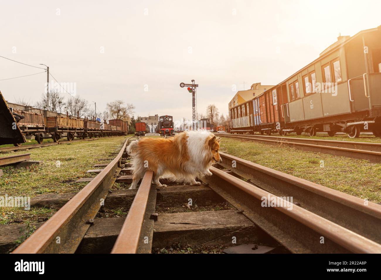 The dog walks along the rails and sleepers at the railway station Stock ...