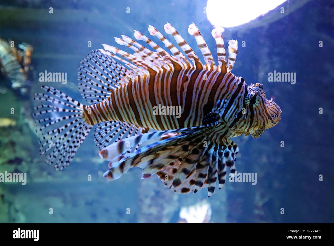 Red lionfish one dangerous coral hi-res stock photography and images ...