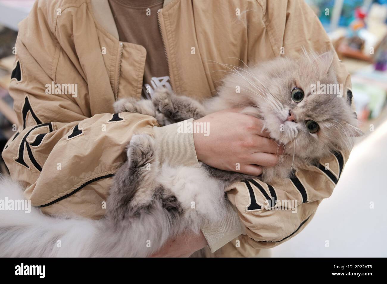 Cat in persons arms hi-res stock photography and images - Alamy