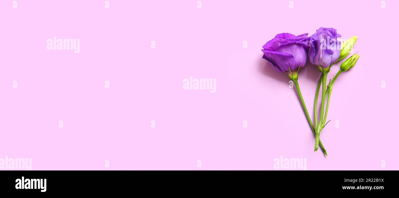 Fresh eustoma flowers on lilac background with space for text Stock ...