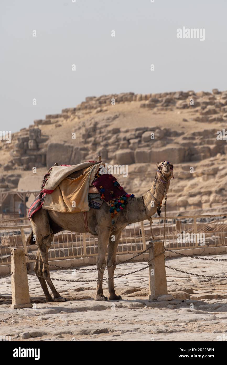 Camel sitting in front of the Pyramids of Giza Stock Photo - Alamy