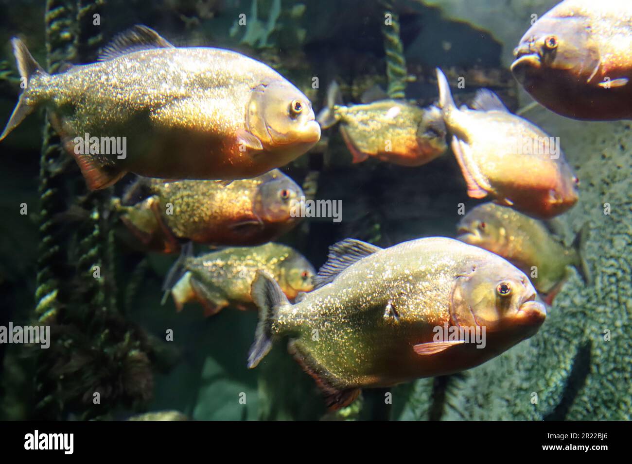 Flock piranhas fish underwater hi-res stock photography and images - Alamy