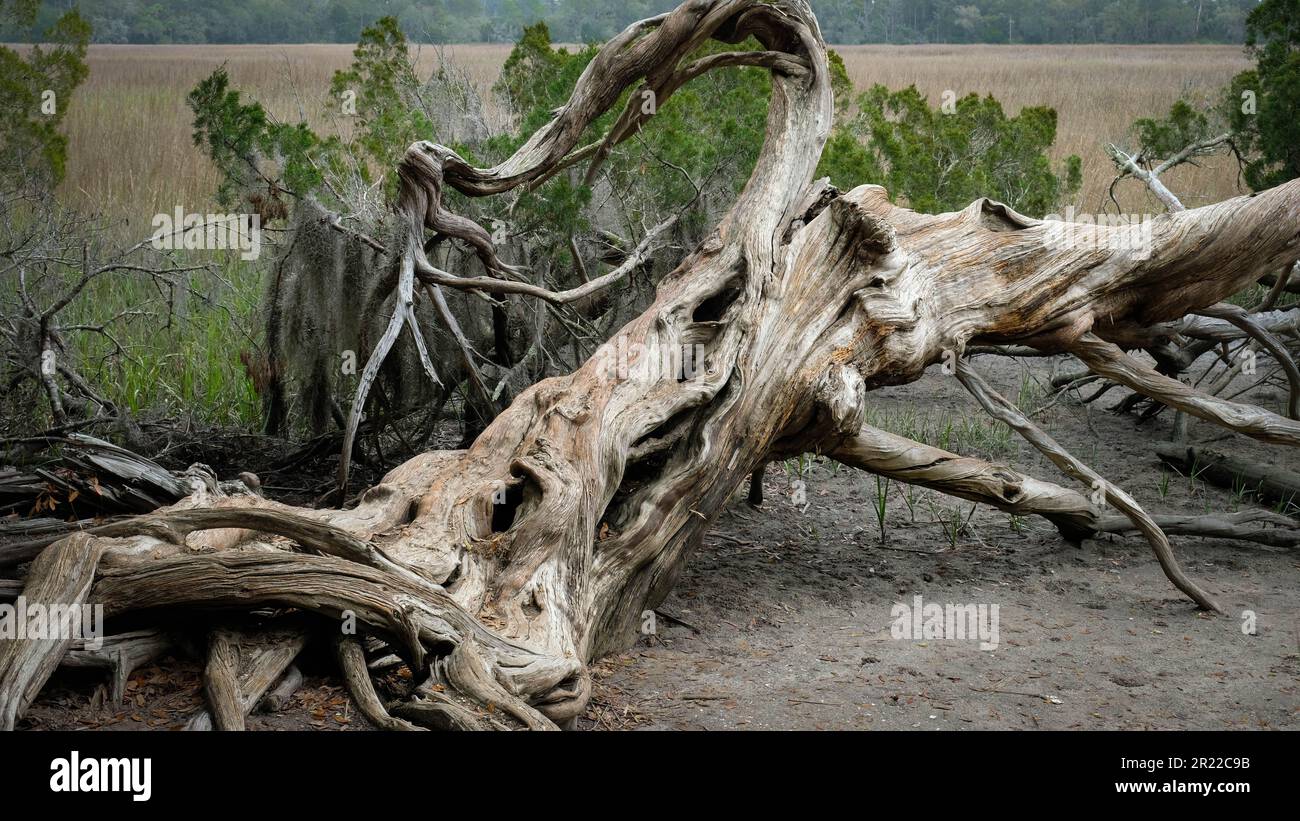 Coastal erosion fallen trees hi-res stock photography and images - Alamy