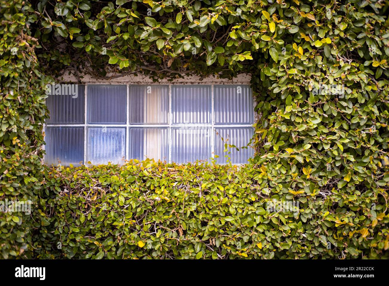 Vining leaves nearly hide older, industrial window Stock Photo - Alamy