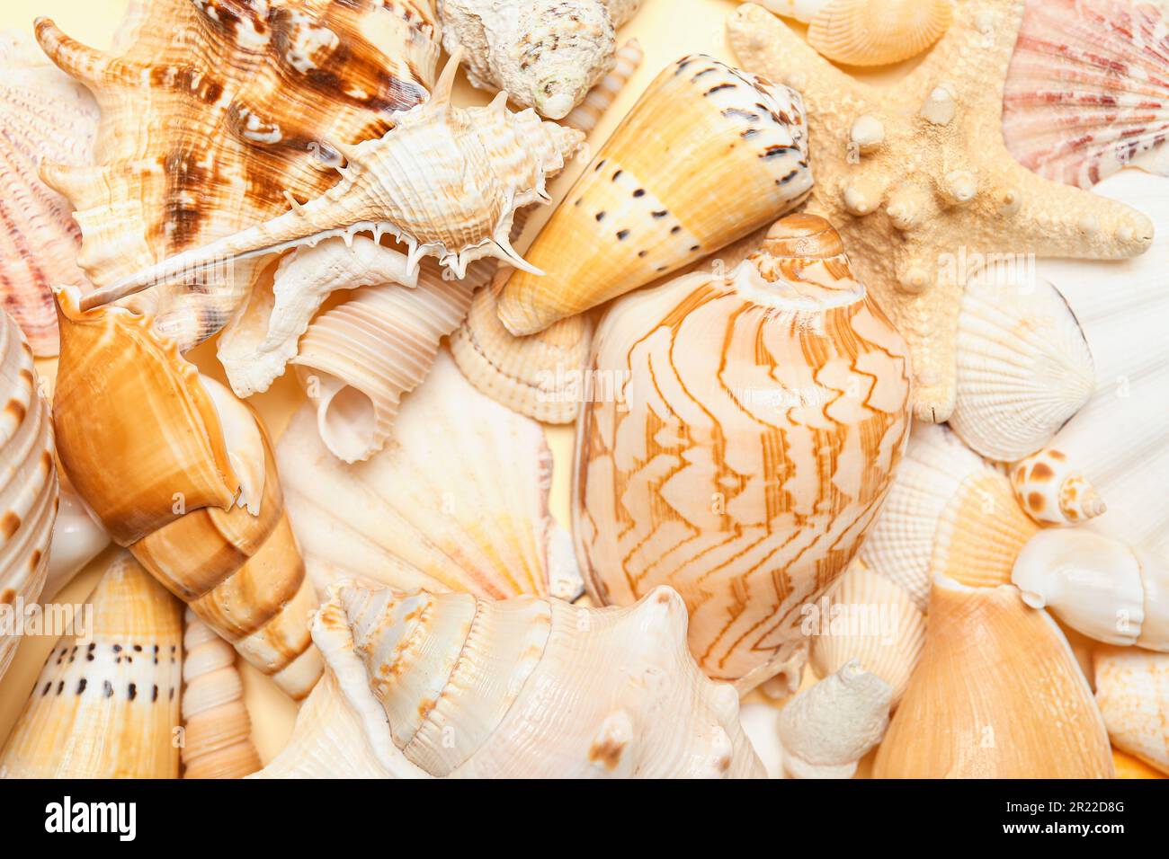 Different sea shells on beige background, closeup Stock Photo - Alamy
