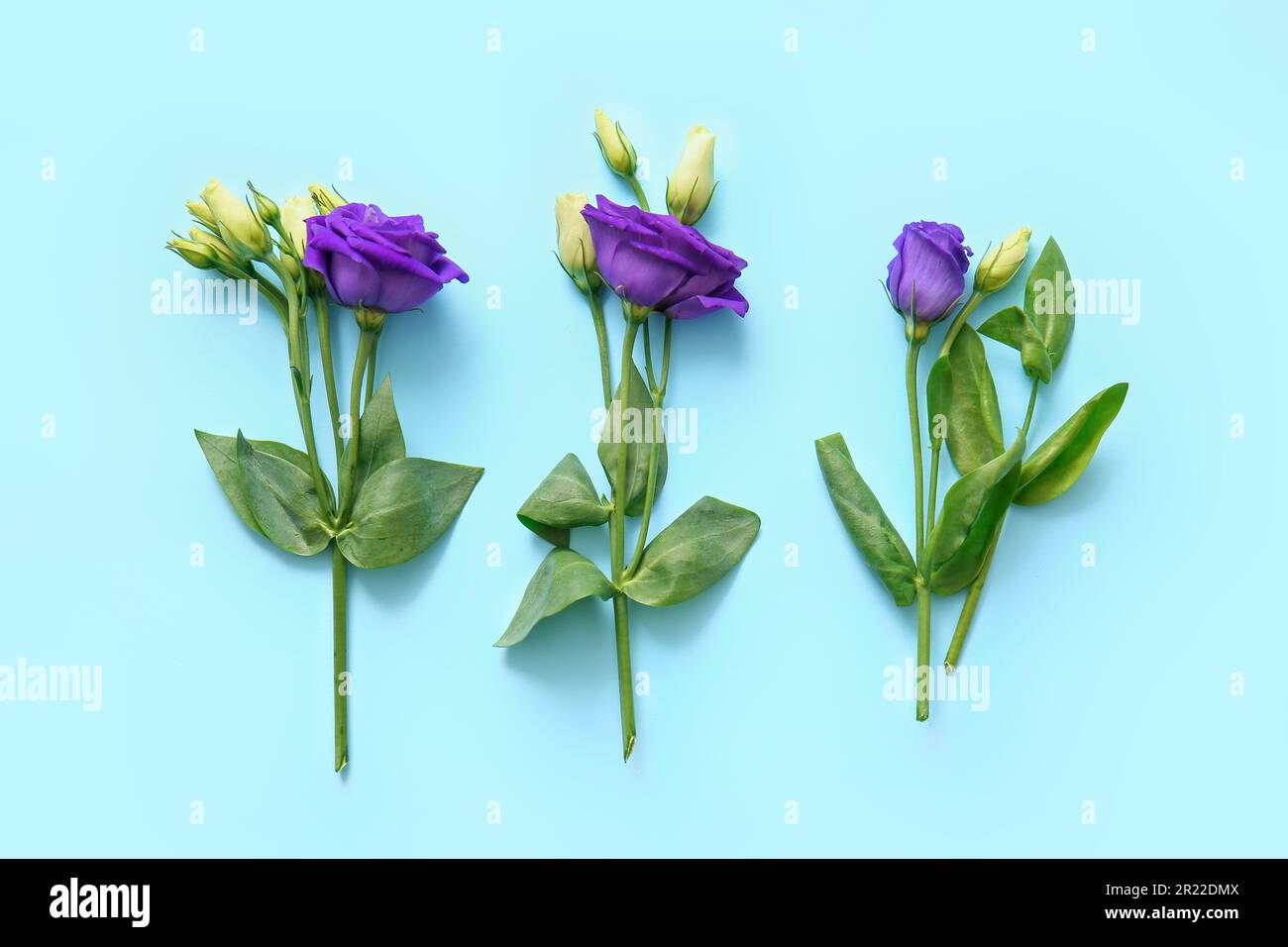 Beautiful fresh eustoma on color background Stock Photo - Alamy