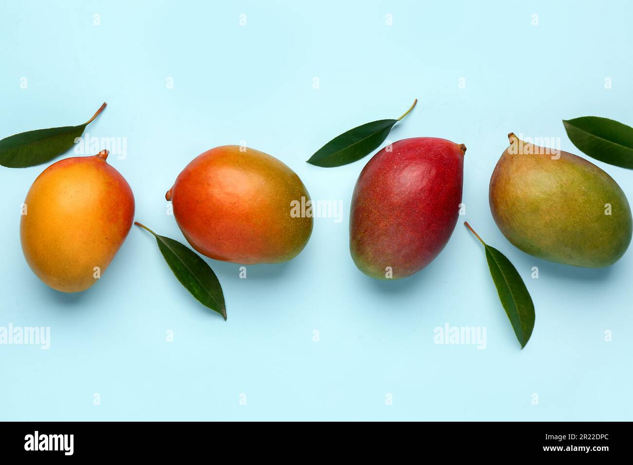 Fresh ripe mangoes on light blue background Stock Photo - Alamy
