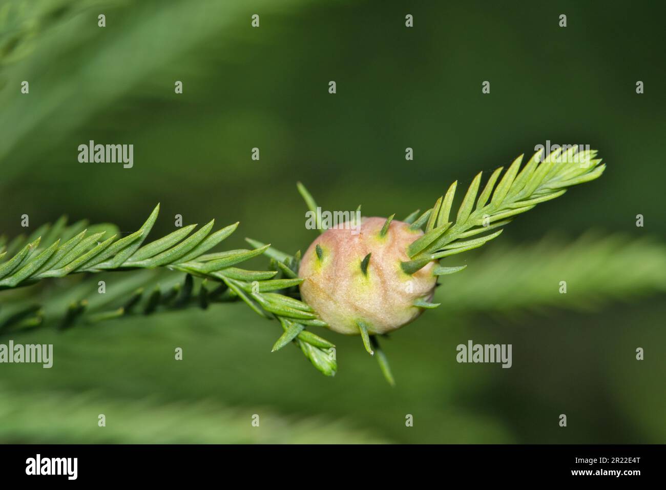 Swamp cypress tree hi-res stock photography and images - Alamy