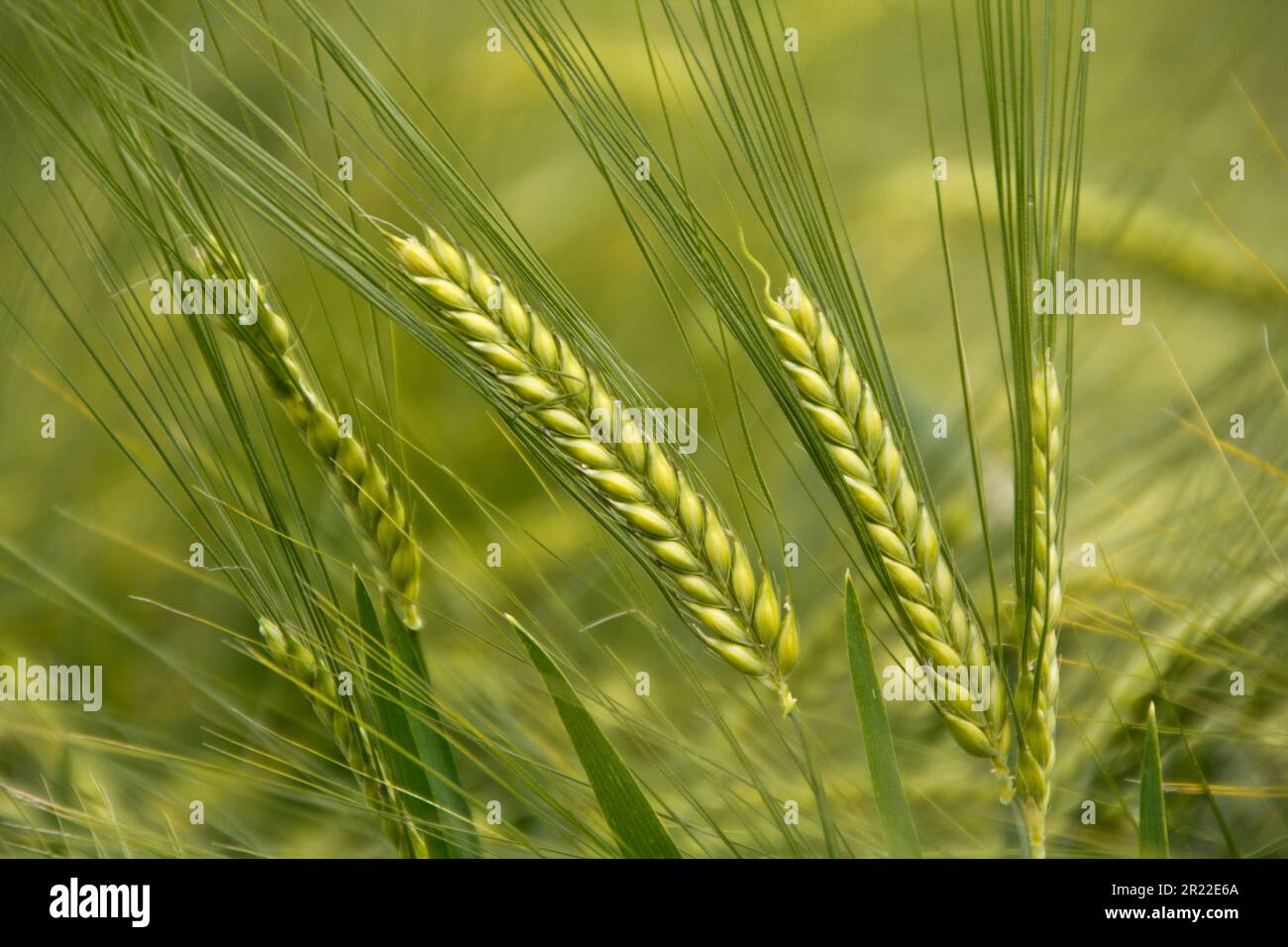 barley (Hordeum distichon, Hordeum vulgare ssp. distichon), spikes in a ...