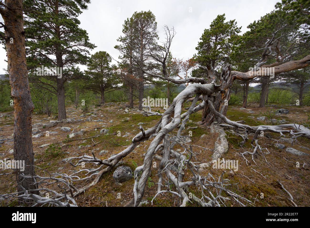 Scotch pine, Scots pine (Pinus sylvestris), pines in the national park ...