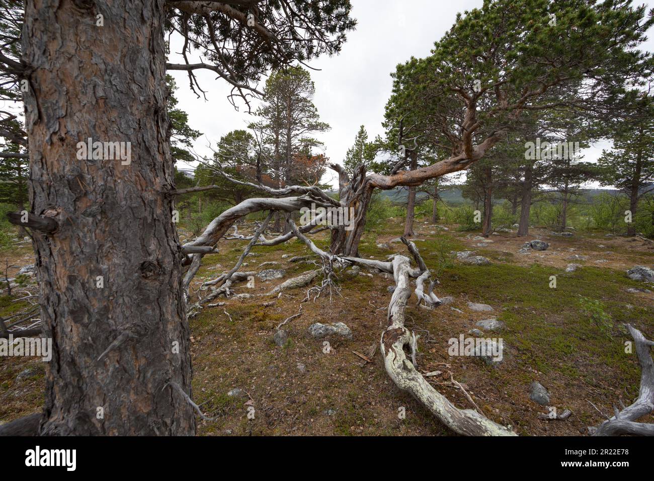 Scotch pine, Scots pine (Pinus sylvestris), pines in the national park ...