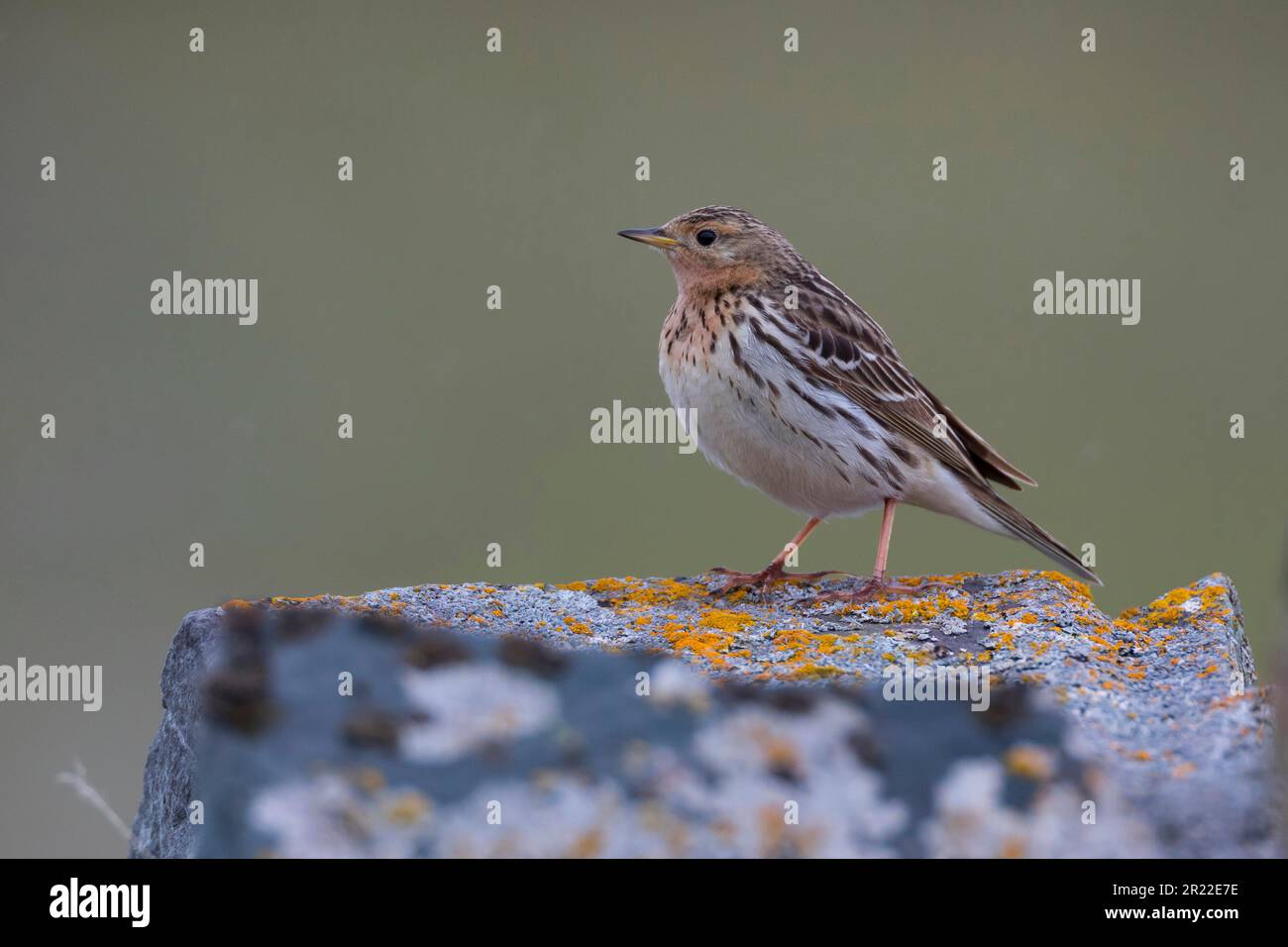 Red-throated pitpit (Anthus cervinus), sitting on a rock, Norway Stock ...