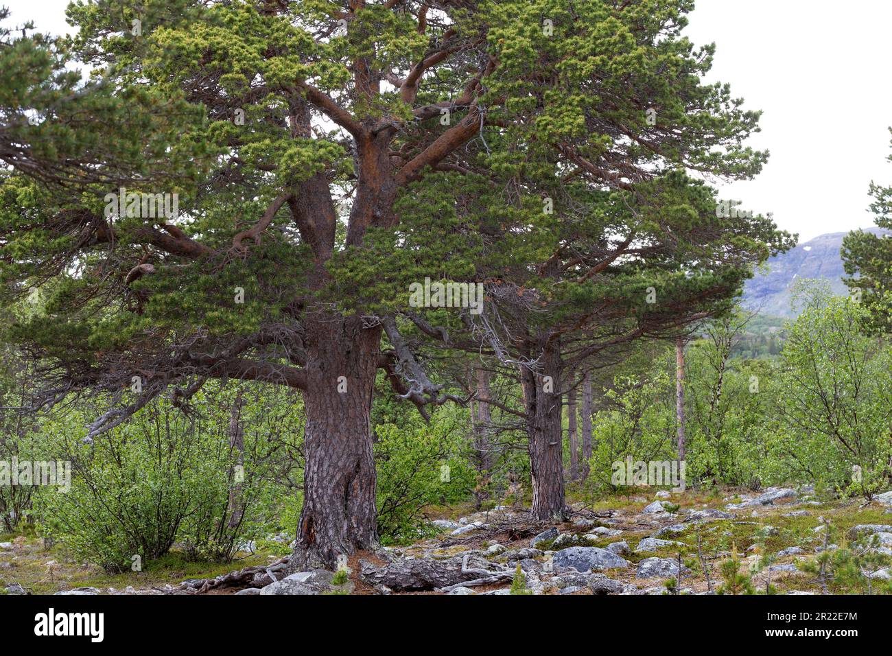 Scotch pine, Scots pine (Pinus sylvestris), pines in the national park ...