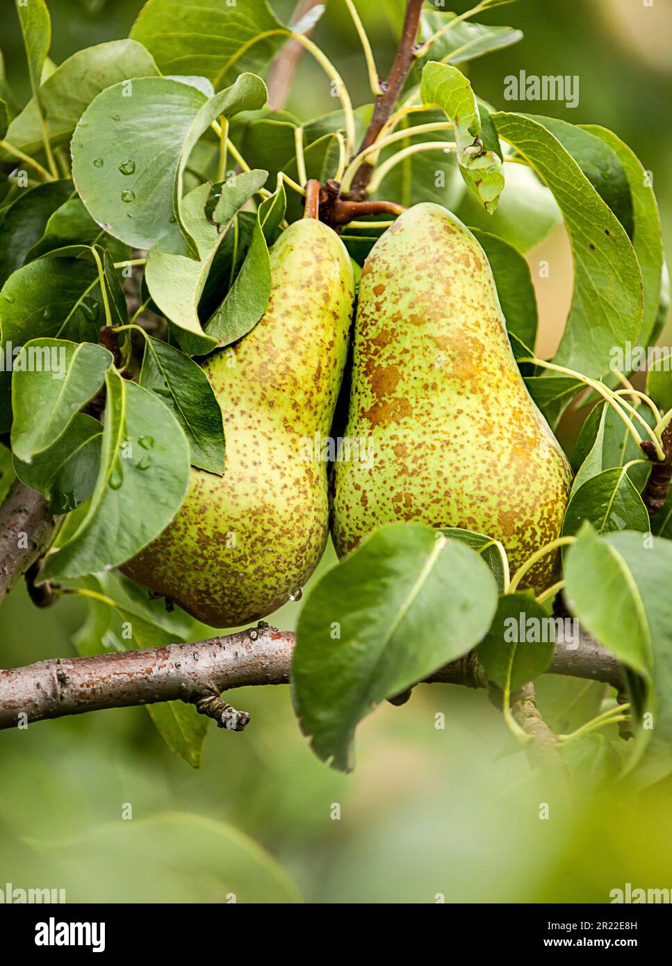 Common pear (Pyrus communis), green pears on a tree, Germany Stock ...