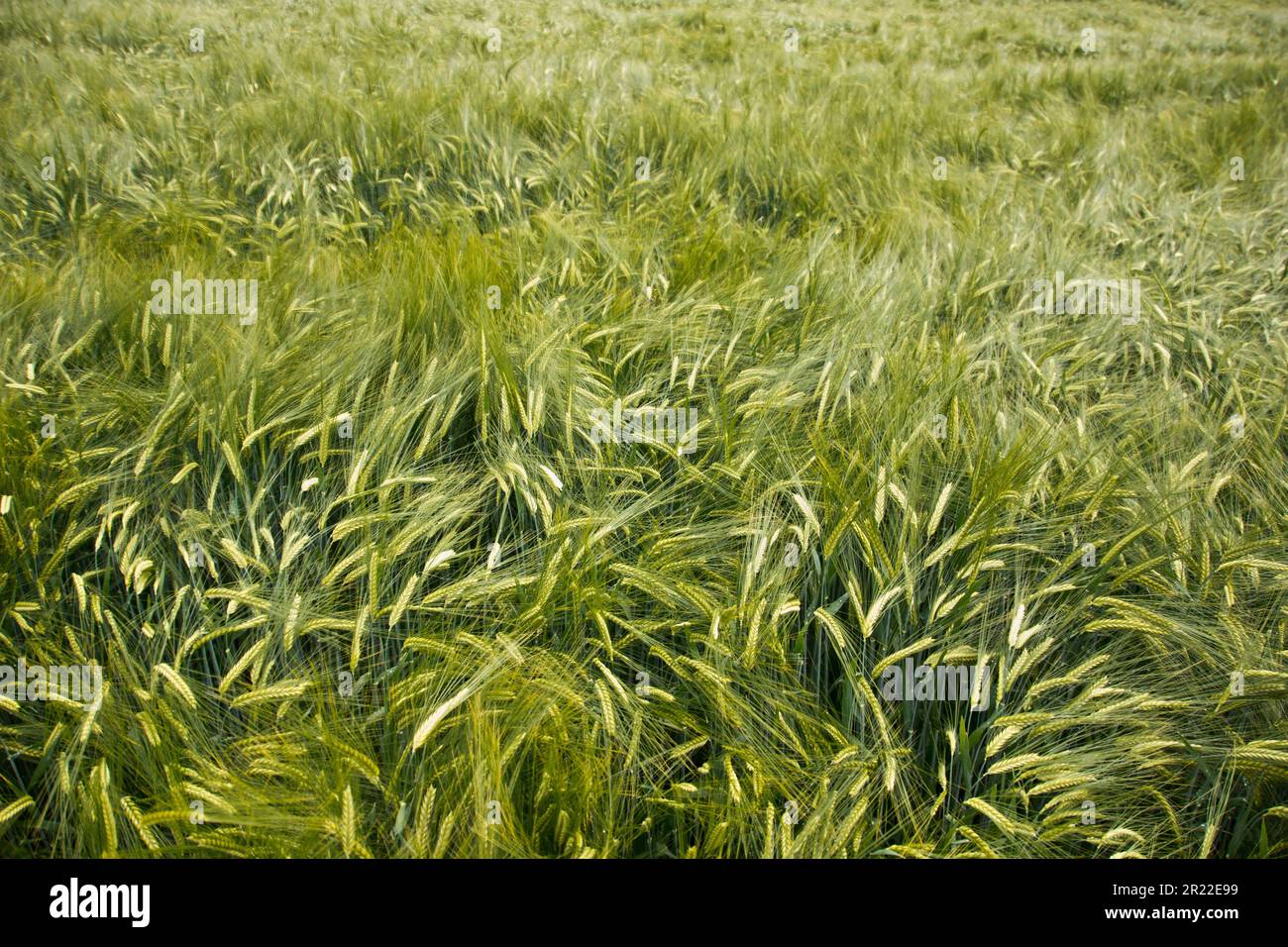 Hordeum vulgare ssp hi-res stock photography and images - Alamy