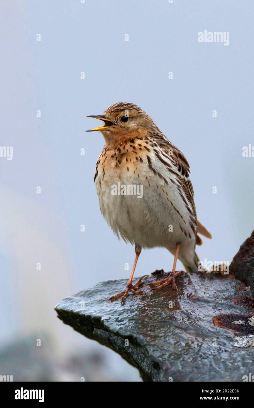 Red-throated pitpit (Anthus cervinus), calling, Norway Stock Photo - Alamy