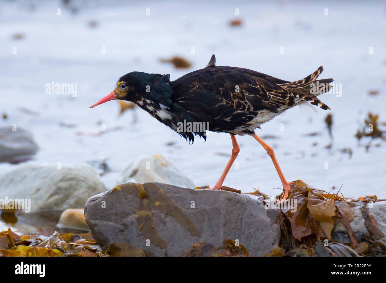 ruff (Philomachus pugnax), male, breeding coloration, Sweden Stock ...