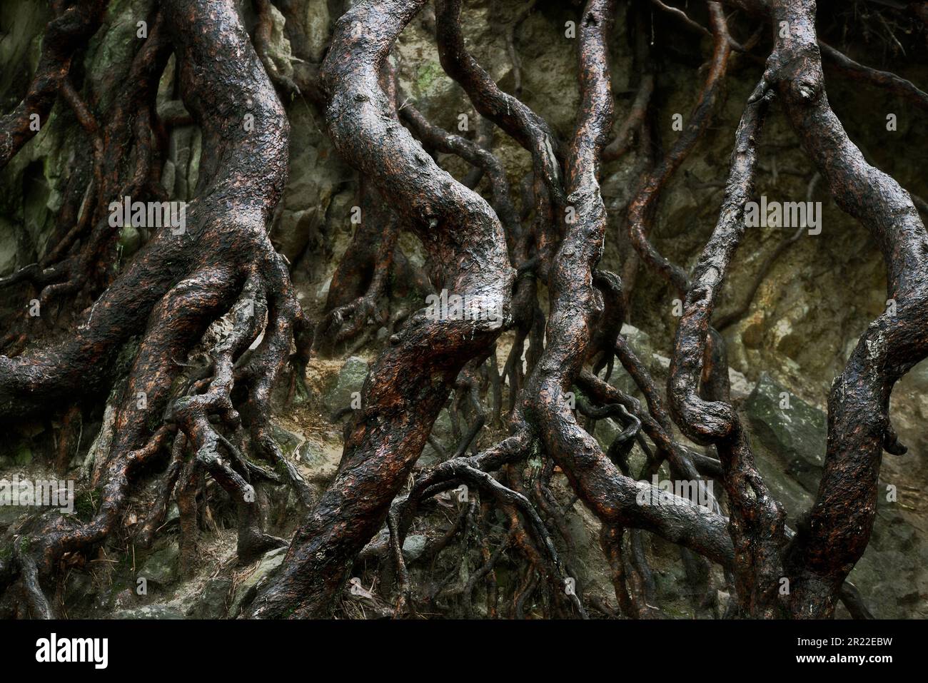 Scotch pine, Scots pine (Pinus sylvestris), roots, Germany, North Rhine ...