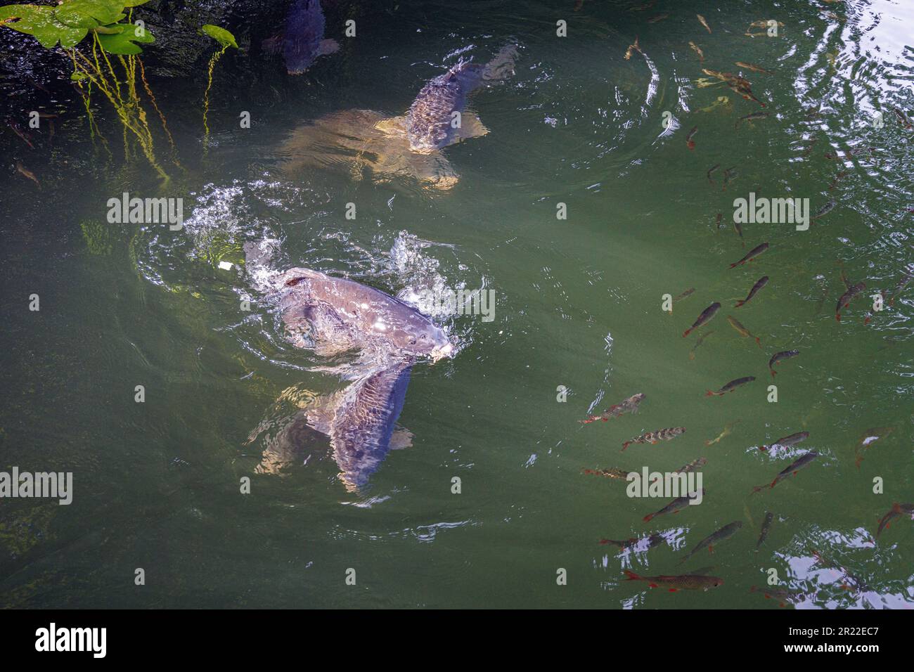 mirror carp, European carp (Cyprinus carpio), large mirror carps ...