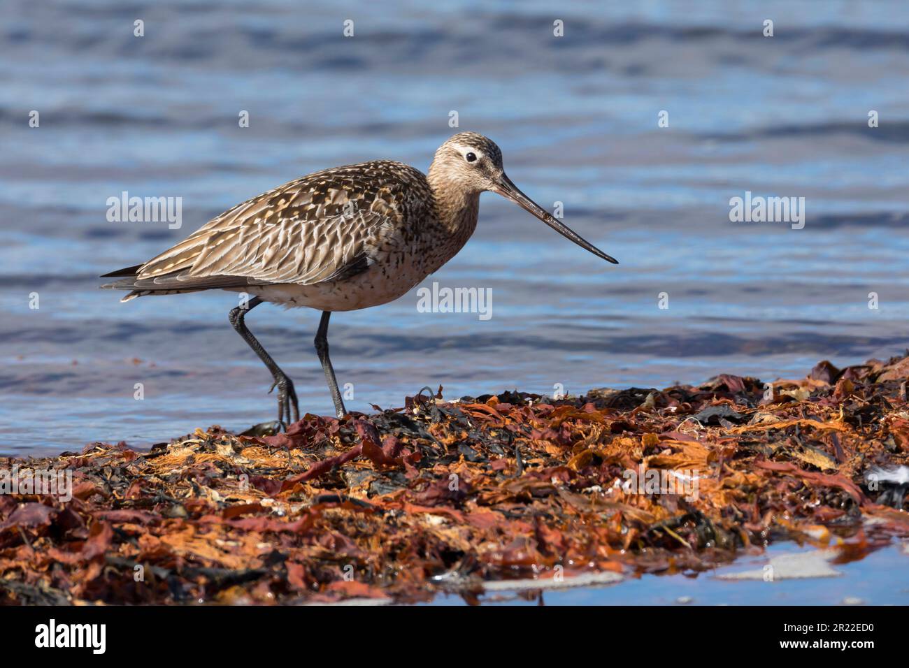 bar-tailed godwit (Limosa lapponica), searching for food by the sea ...