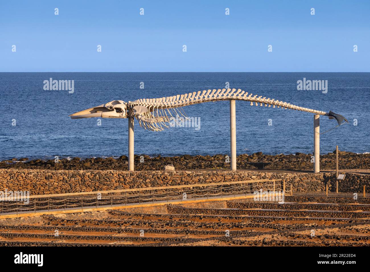 Skeleton of sperm whale hi-res stock photography and images - Alamy