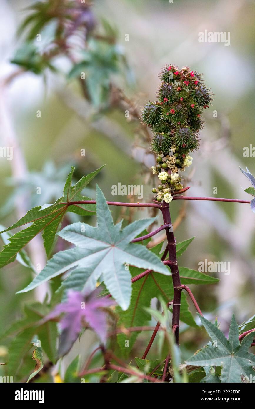 castor-oil plant, castor oil plant, ricin, Castor bean, Castorbean ...