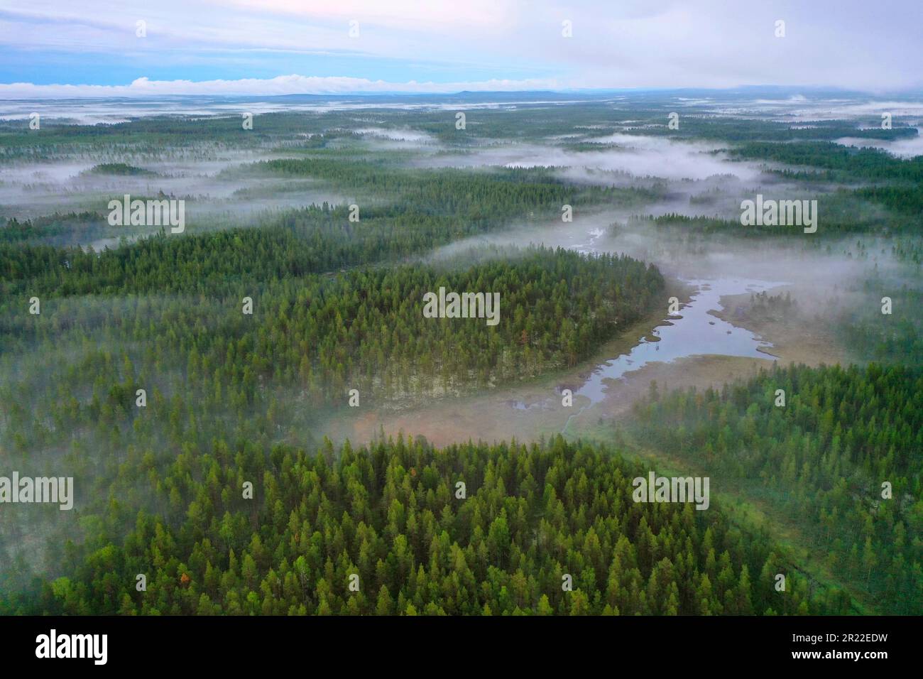 Conifer boreal hi-res stock photography and images - Alamy