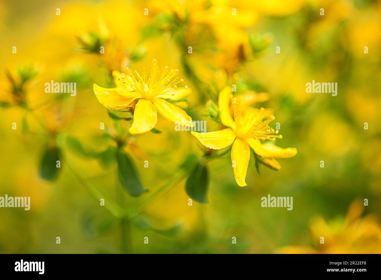 Common St Johns Wort Perforate St Johns Wort Klamath Weed St Johns