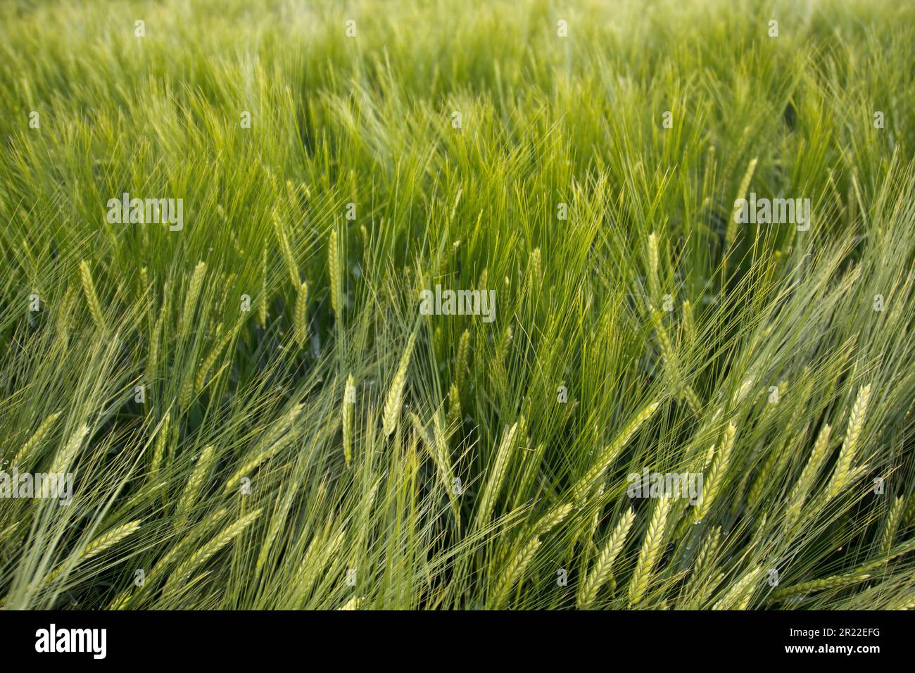 barley (Hordeum distichon, Hordeum vulgare ssp. distichon), barley ...