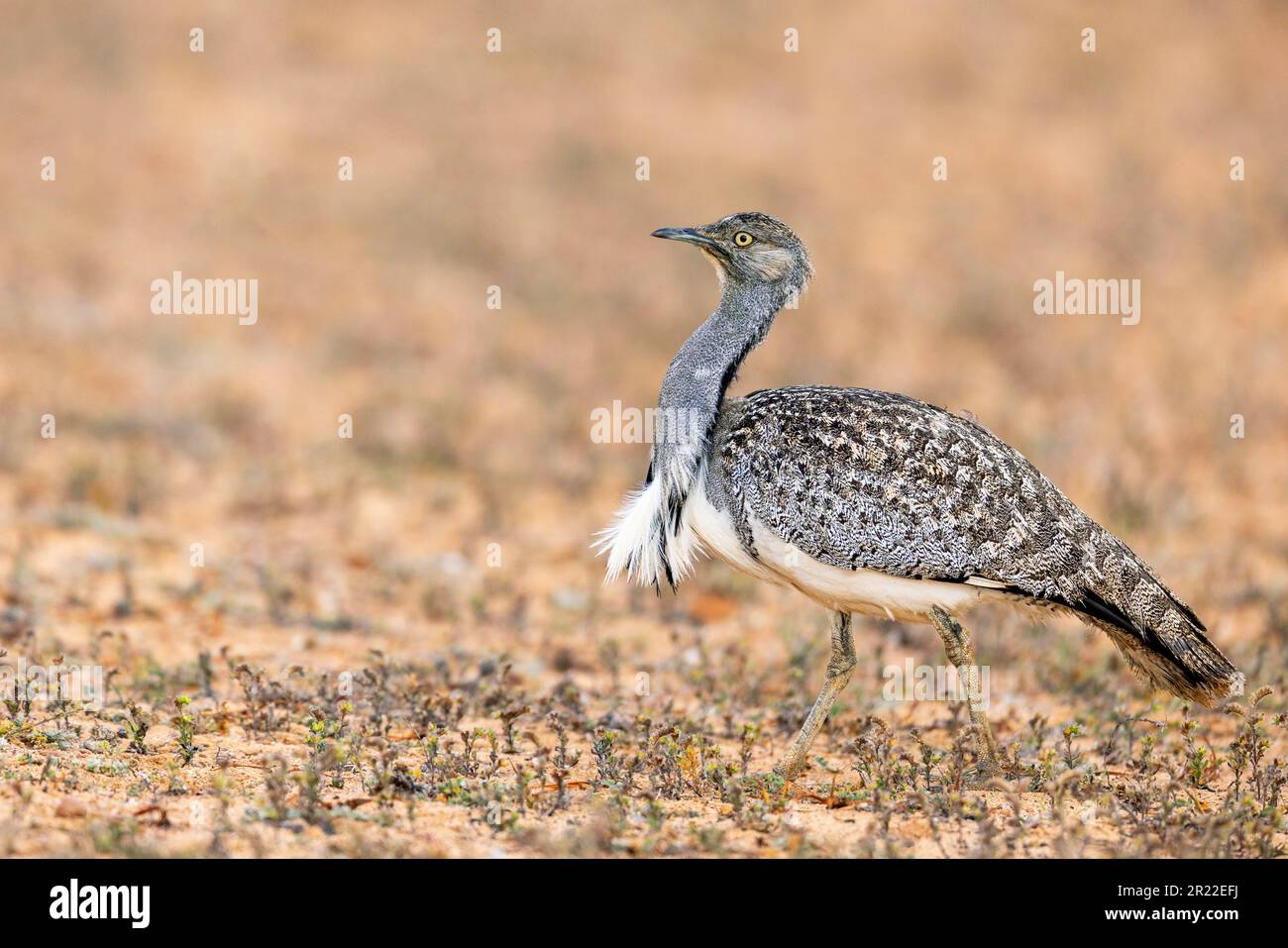 Male bustard hi-res stock photography and images - Alamy